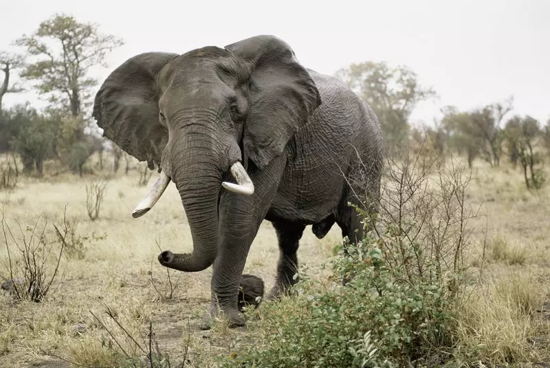 14 prettige feite oor olifante 40118_4