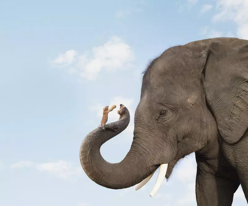 14 Fun Facts About Elephants 40118_6