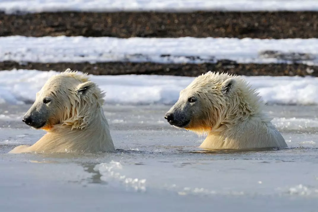 The Politics of Viewing Polar Bears
