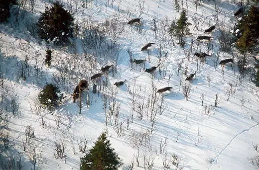 Turas Domhanda Evolution: Isle Royale, Michigan 40242_2