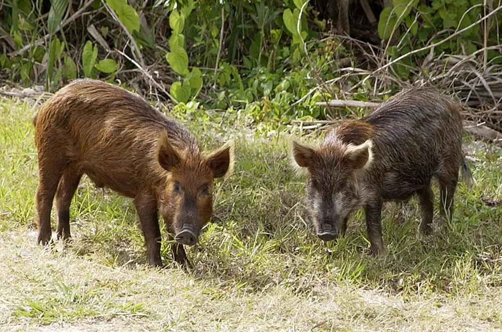 Тексас одобри пестициди насочени кон диви свињи