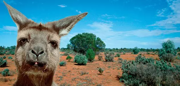 Koalas, kangaroos thiab wallabies muaj ntau ntawm cov kob