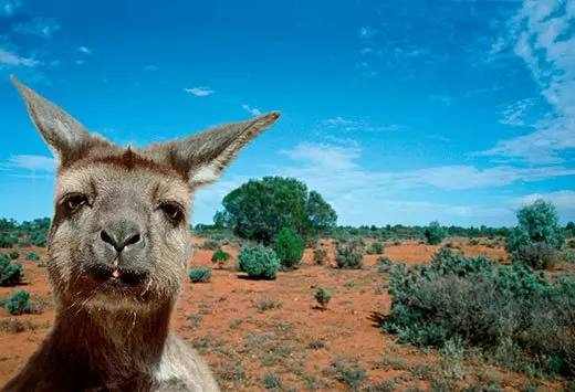 Evolution World Tour: Nosy Kangaroo, Aostralia 40248_6