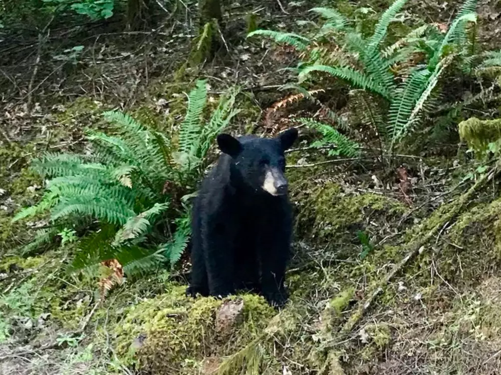 Ein junger Schwarzbär wurde eingeschläfert, nachdem Menschen ihn gefüttert hatten, und machte Selfies