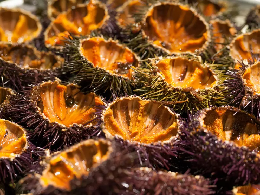 Mga sariwang sea urchin