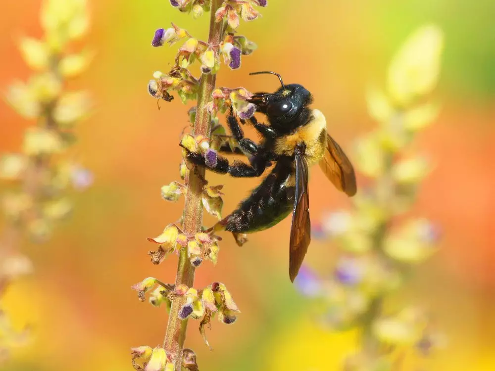 Abejas