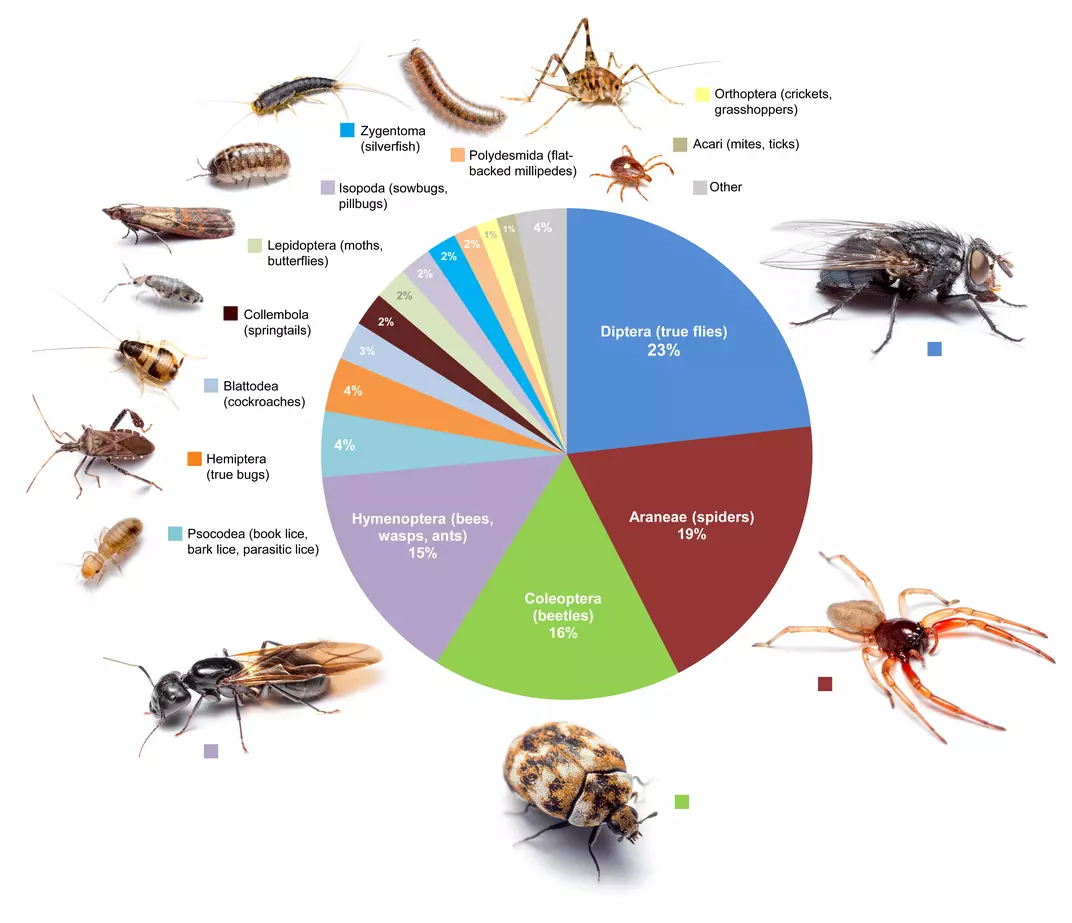 Docenas de insectos y arañas pueden vivir en cada habitación de su casa