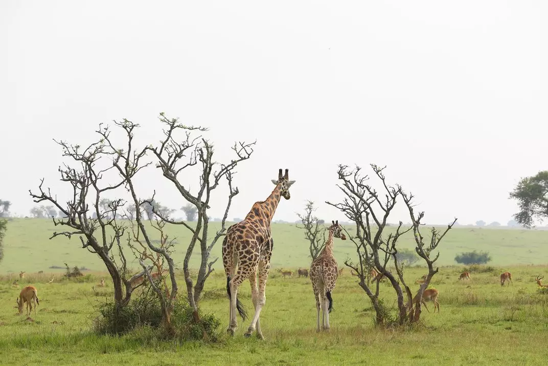 Una girafa de Rothschild mascle