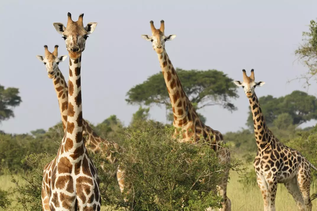 Biex Insalvaw il-Giraffes, Jista' Jkollna Nieħdu Għonqna Barra 40402_3