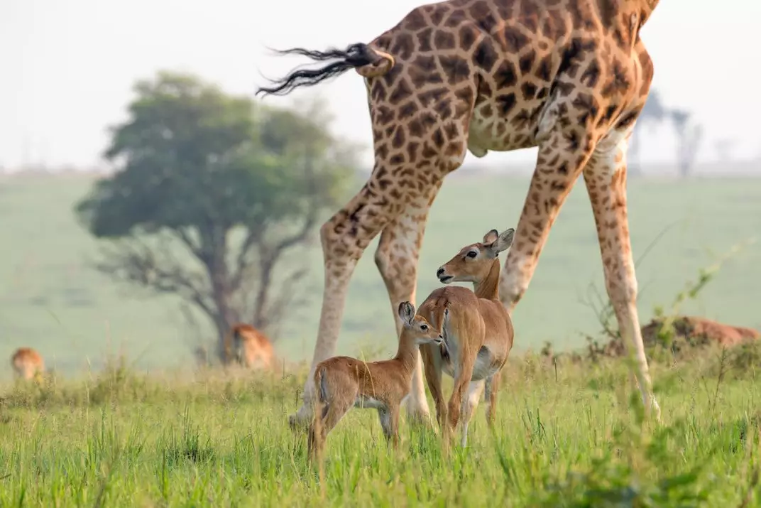 Biex Insalvaw il-Giraffes, Jista' Jkollna Nieħdu Għonqna Barra 40402_6