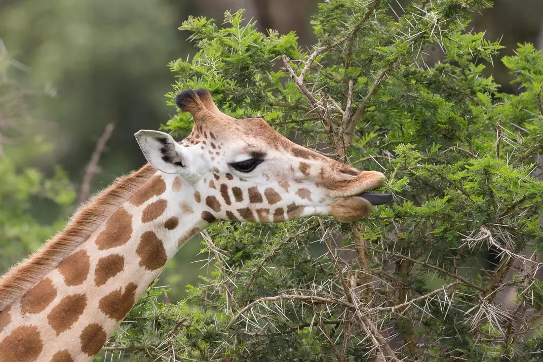 Per salvar les girafes, potser hauríem de treure el coll 40402_8