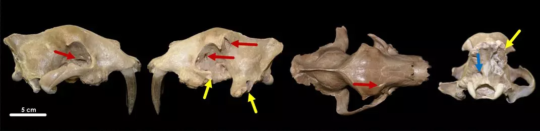 Na Dakota Badlands a Úsáidtear chun Cathanna Pseudo-Cat Sabertoothed a óstáil