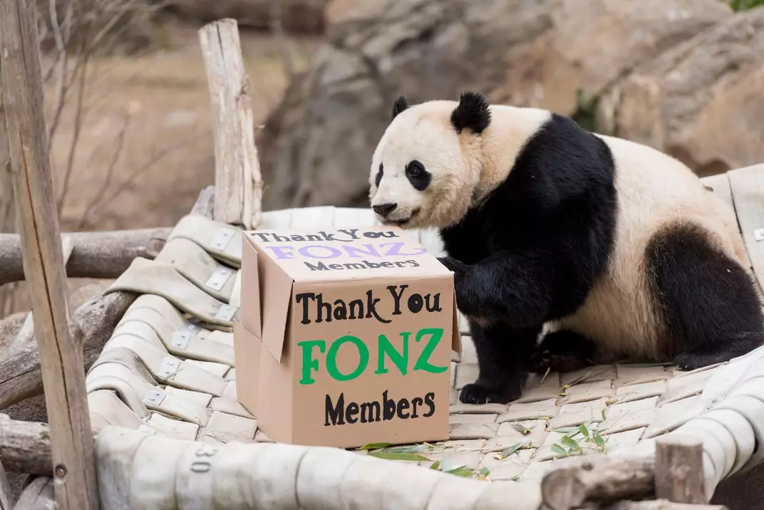 Poignant Panda Moments in These Last Photos of Bao Bao 40430_10