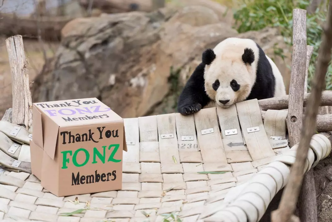 Poignant Panda Momenter an dëse leschte Fotoe vum Bao Bao 40430_11