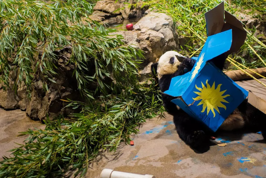 Poignant Panda Moments in These Last Photos of Bao Bao 40430_12