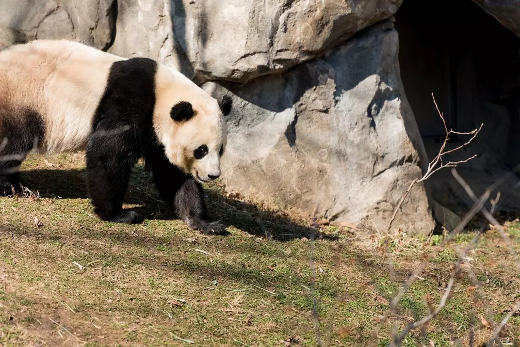 Momente emoționante cu panda în aceste ultime fotografii cu Bao Bao 40430_13
