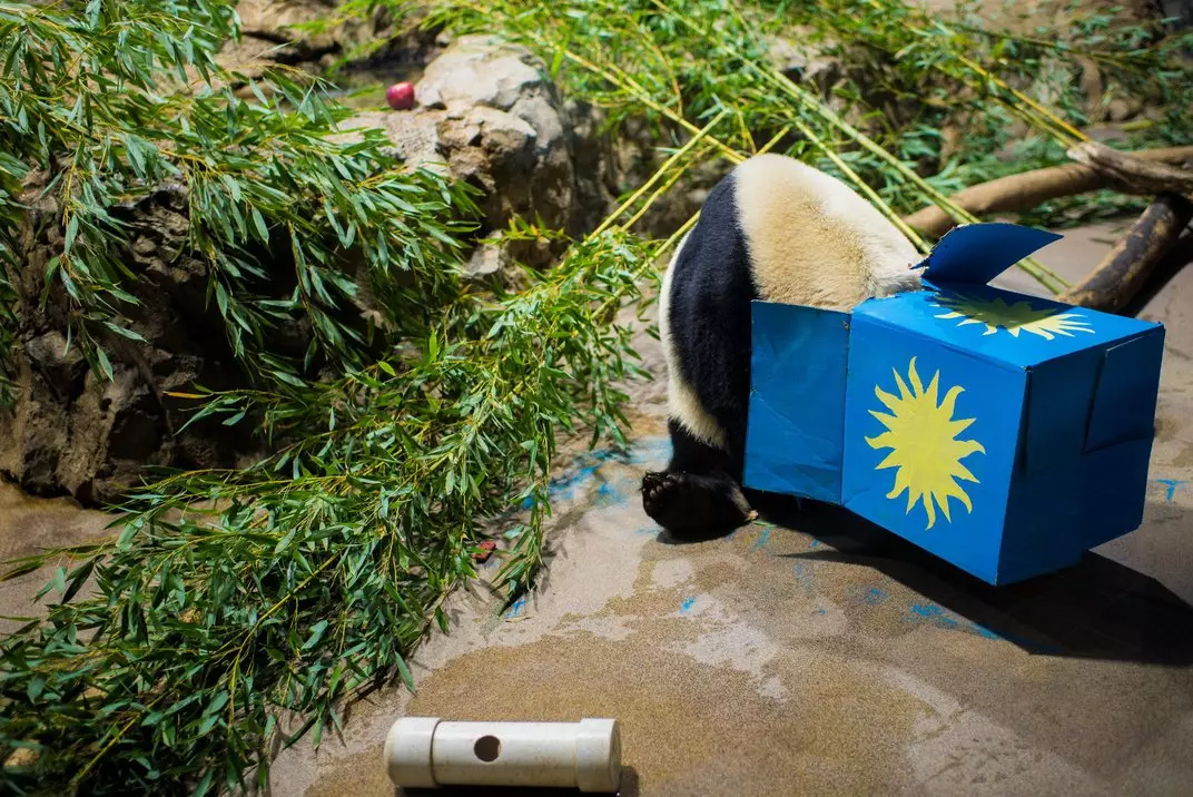 Momente emoționante cu panda în aceste ultime fotografii cu Bao Bao 40430_14