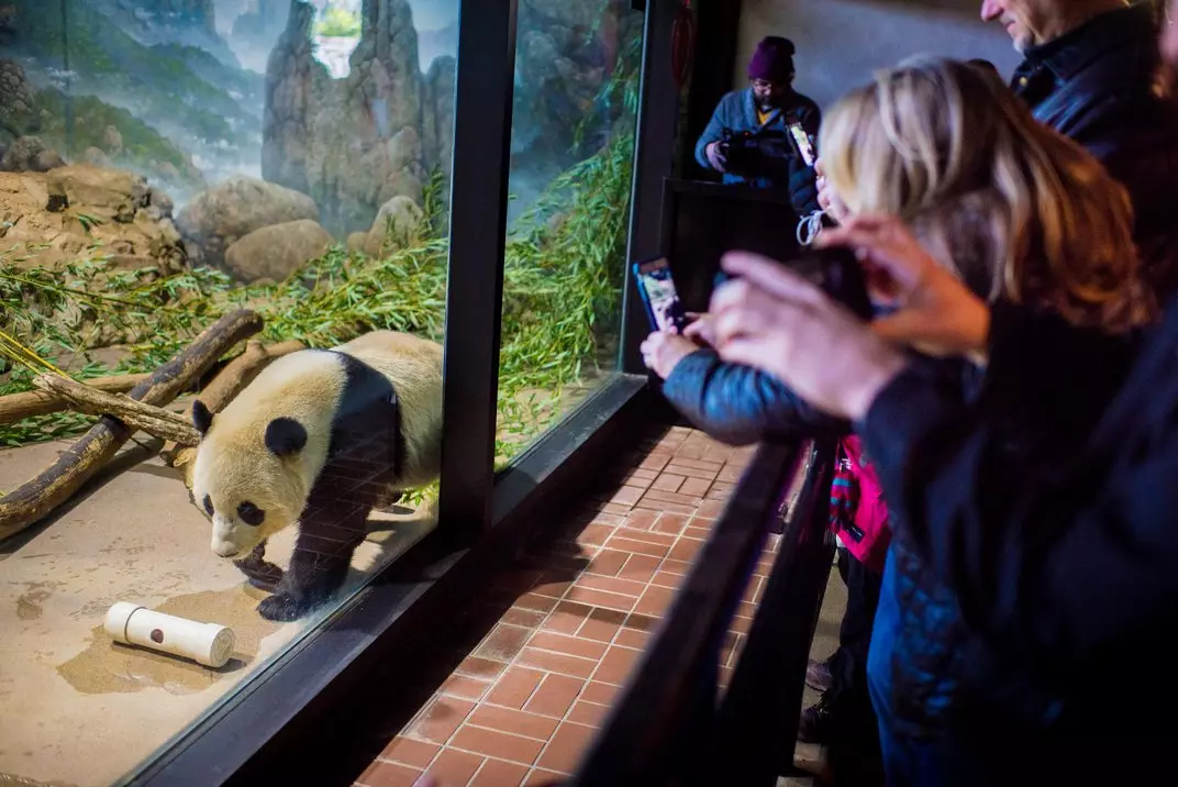 Poignant Panda Moments in These Last Photos of Bao Bao 40430_15