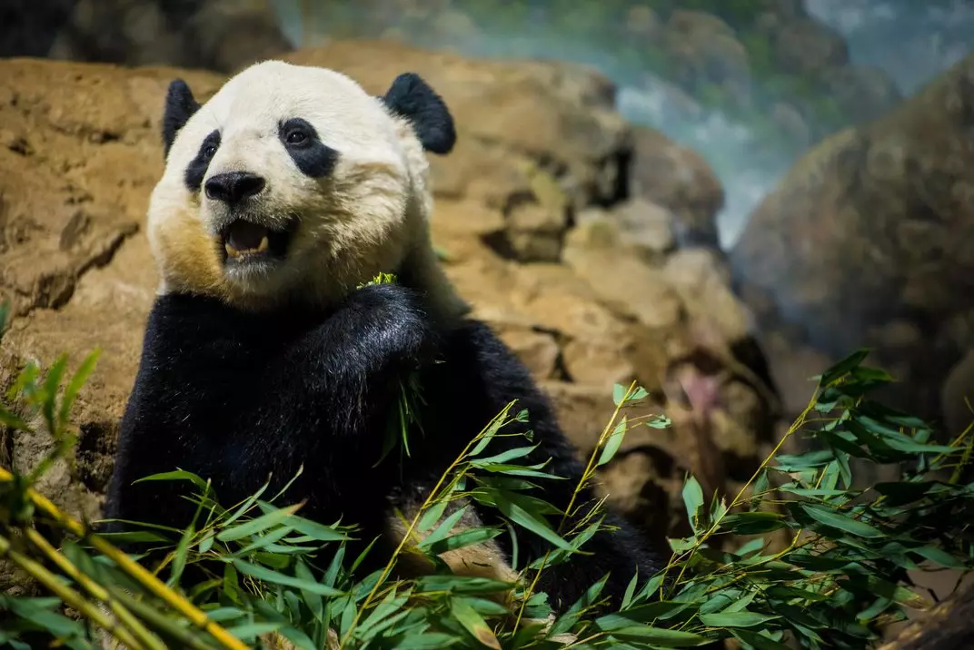 Poignant Panda Momenter an dëse leschte Fotoe vum Bao Bao 40430_16
