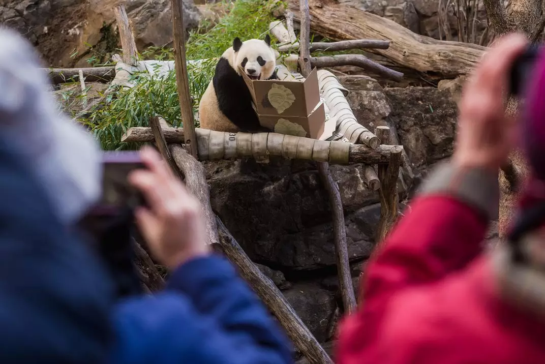 Momente emoționante cu panda în aceste ultime fotografii cu Bao Bao 40430_17