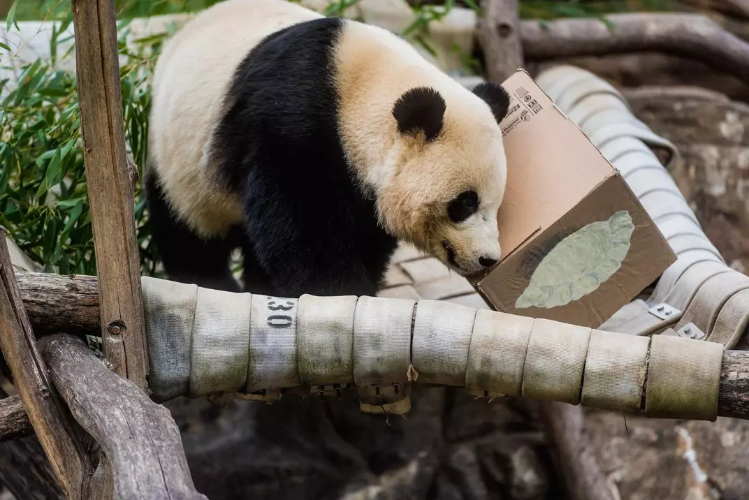 Poignant Panda Moments in These Last Photos of Bao Bao 40430_18