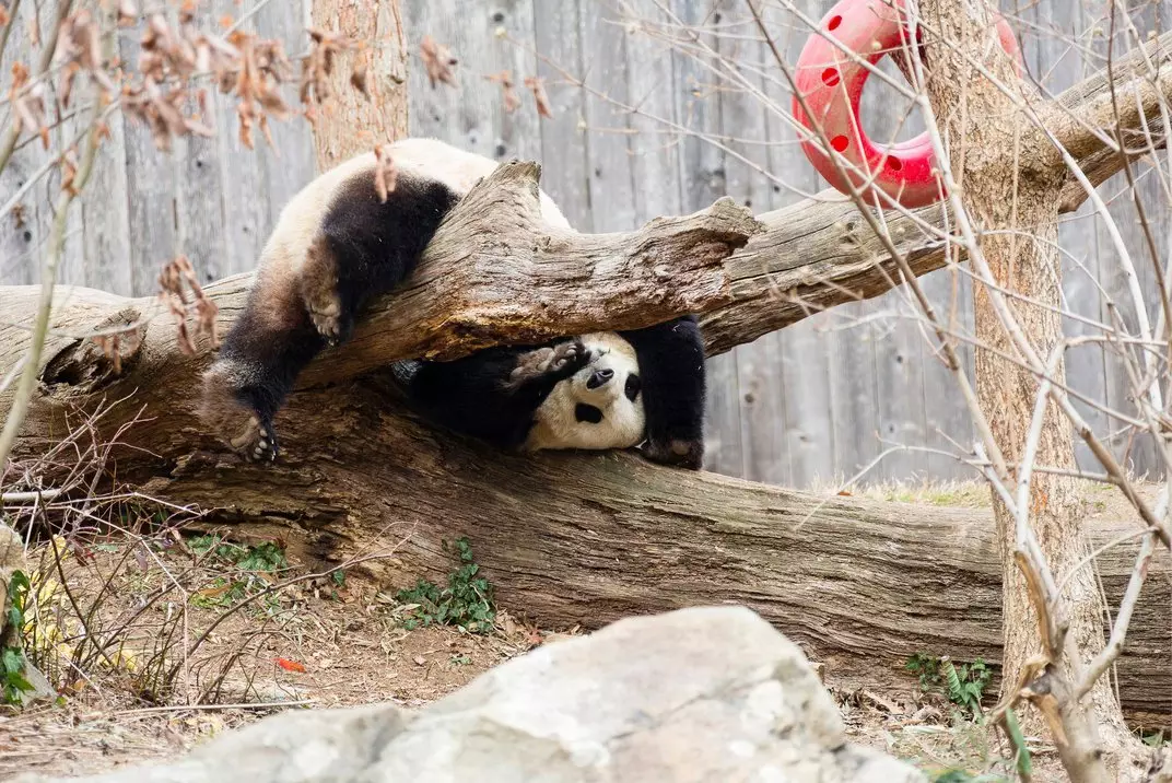 Momente emoționante cu panda în aceste ultime fotografii cu Bao Bao 40430_2