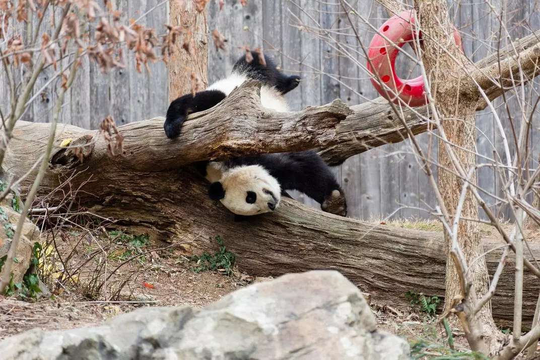 寶寶的最後幾張照片中令人心酸的熊貓時刻 40430_3