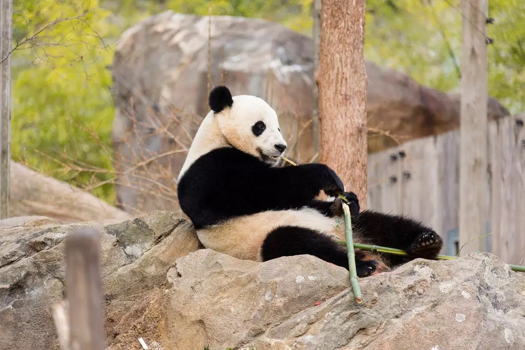 Poignant Panda Momenter an dëse leschte Fotoe vum Bao Bao 40430_4