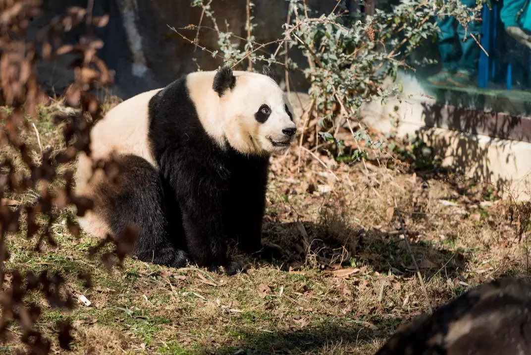 Momente emoționante cu panda în aceste ultime fotografii cu Bao Bao 40430_5