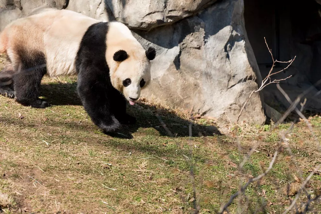 Oge Panda na-emetụ n'ahụ na foto ikpeazụ nke Bao Bao 40430_6