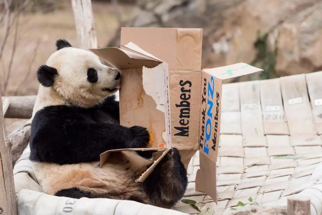 Momente emoționante cu panda în aceste ultime fotografii cu Bao Bao 40430_7