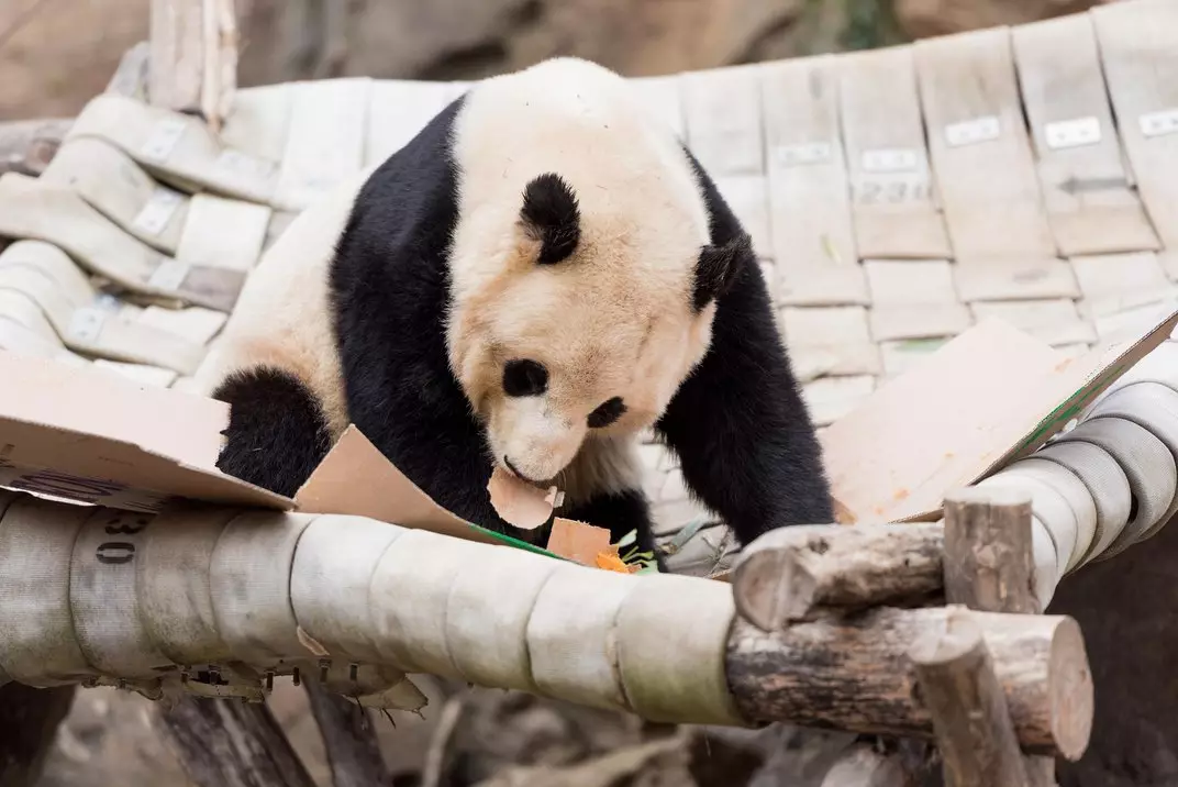 Oge Panda na-emetụ n'ahụ na foto ikpeazụ nke Bao Bao 40430_9