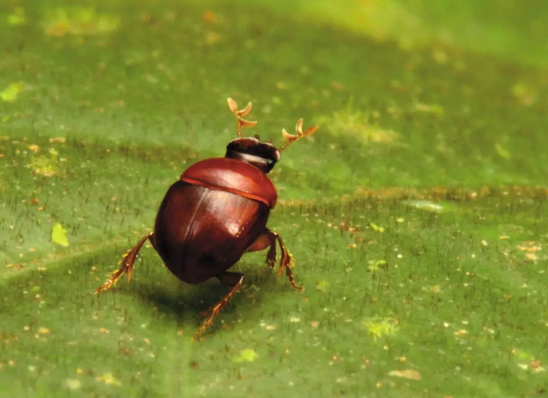 kumbang tidak pernah dilihat oleh sesiapa sebelum ini