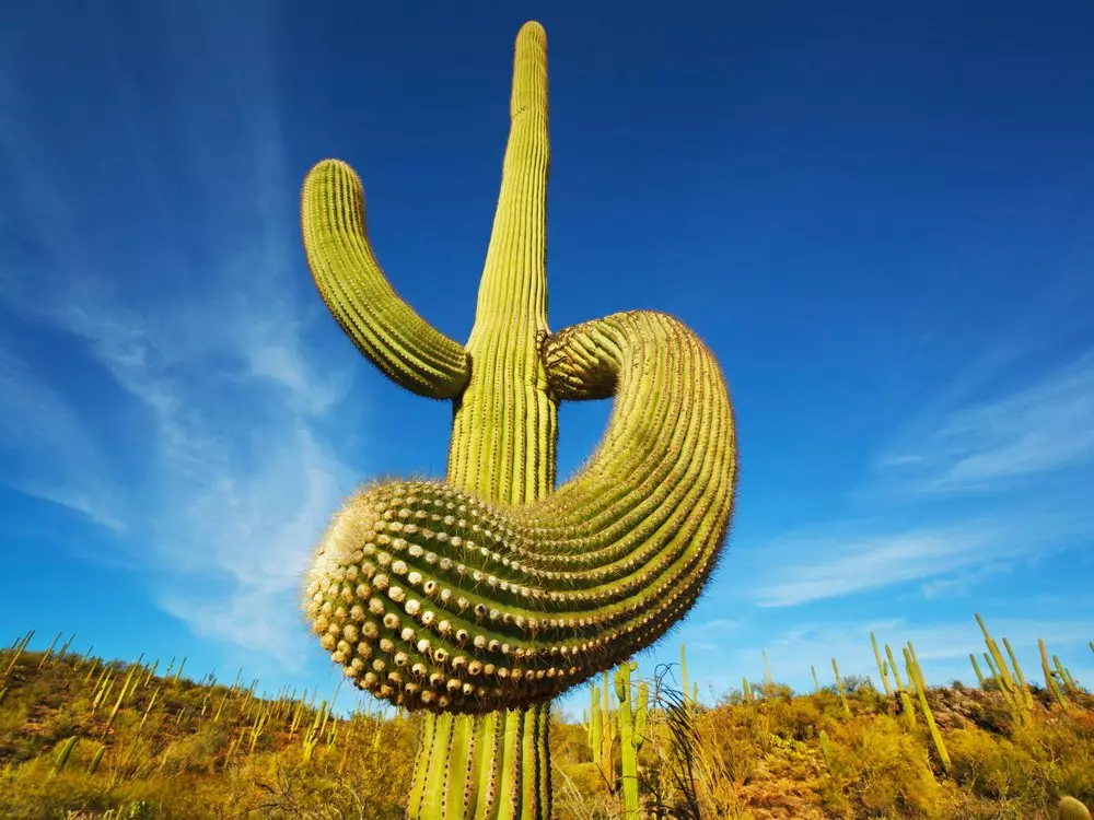 Saguaro