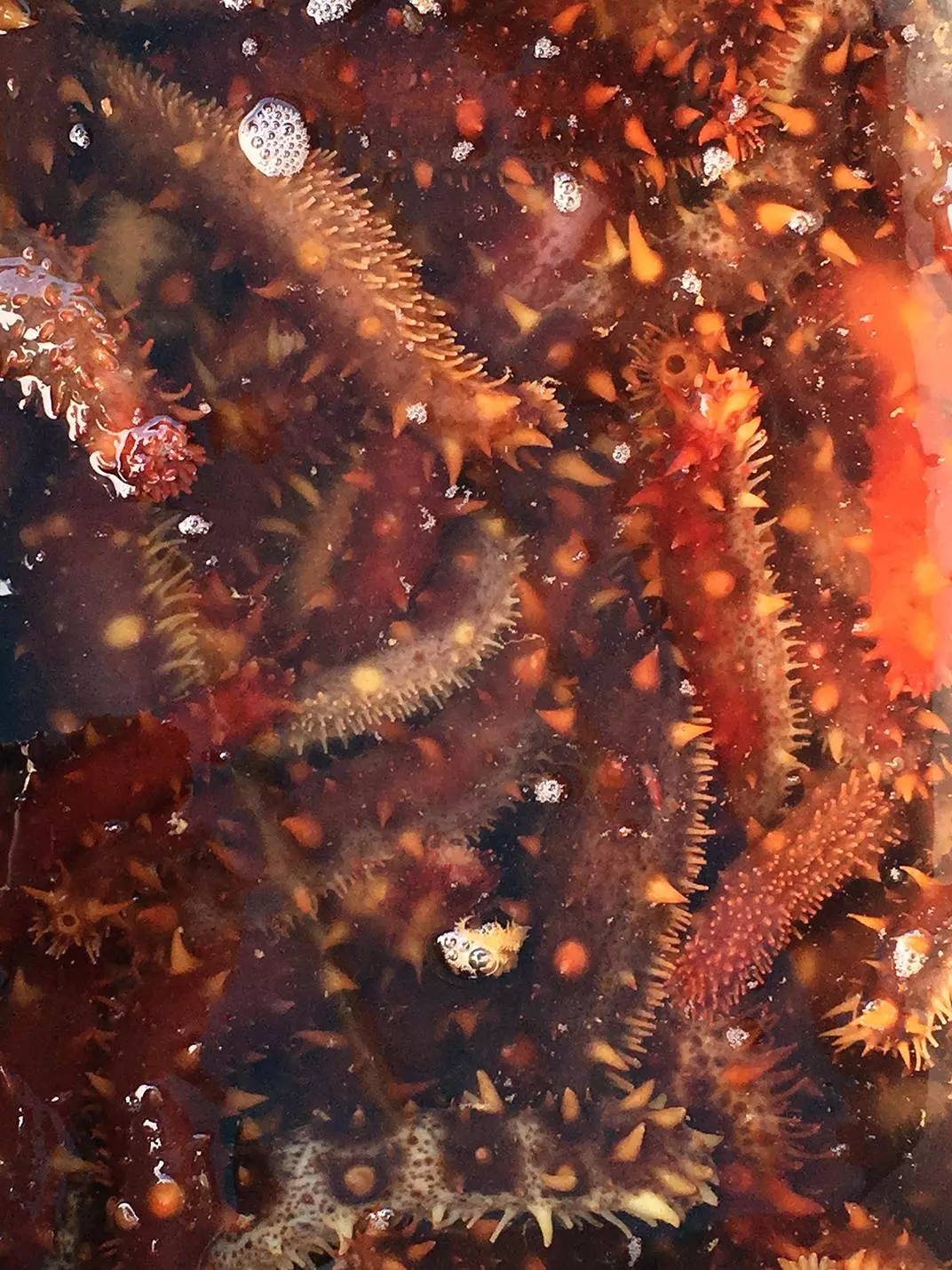 Vymyká sa nám záhadná morská uhorka?