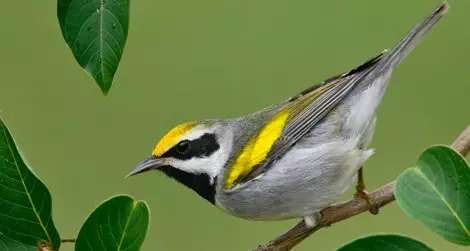 Golden Warblers