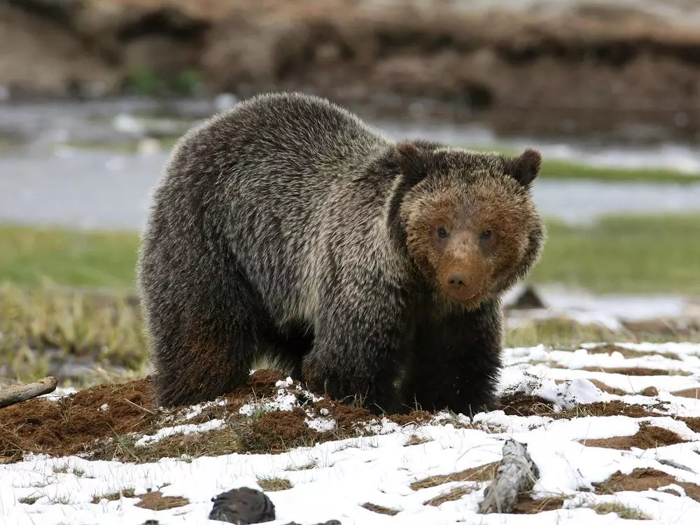 Yellowstone grizzly agbateru
