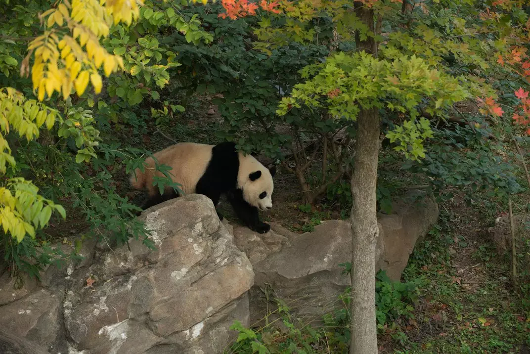 Iantgirt Panda FedEx-i nädip etmeli 40606_26