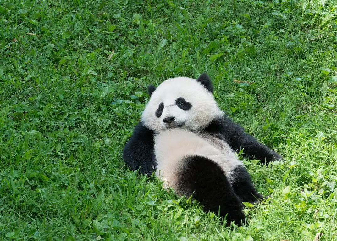 Iantgirt Panda FedEx-i nädip etmeli 40606_33