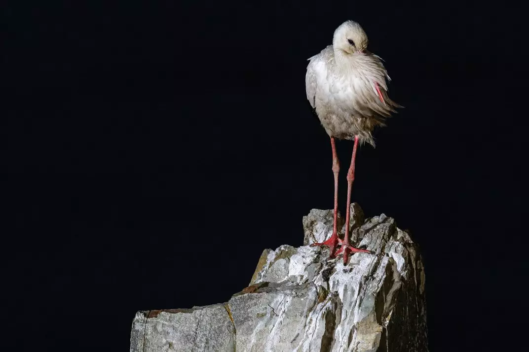 Disse fotografier viser det dystre nye hjem for den hvide stork: en losseplads 40650_12