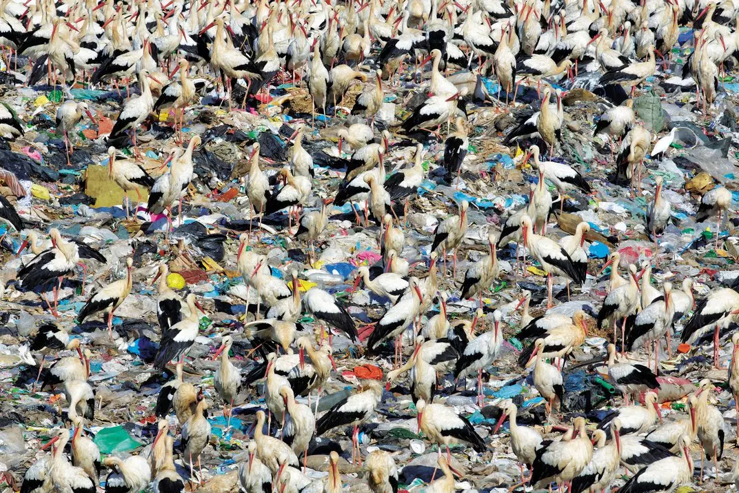 Ipinapakita ng Mga Larawang Ito ang Malungkot na Bagong Tahanan para sa White Stork: Isang Landfill 40650_13