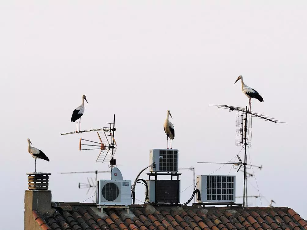 Disse fotografier viser det dystre nye hjem for den hvide stork: en losseplads 40650_6