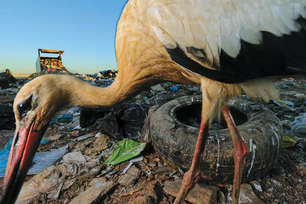 Ipinapakita ng Mga Larawang Ito ang Malungkot na Bagong Tahanan para sa White Stork: Isang Landfill 40650_8