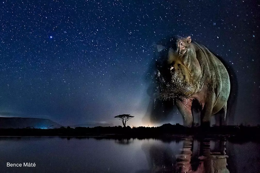 Vítězné fotografie přírody zachycují triumf a zmatek v říši zvířat 40659_10