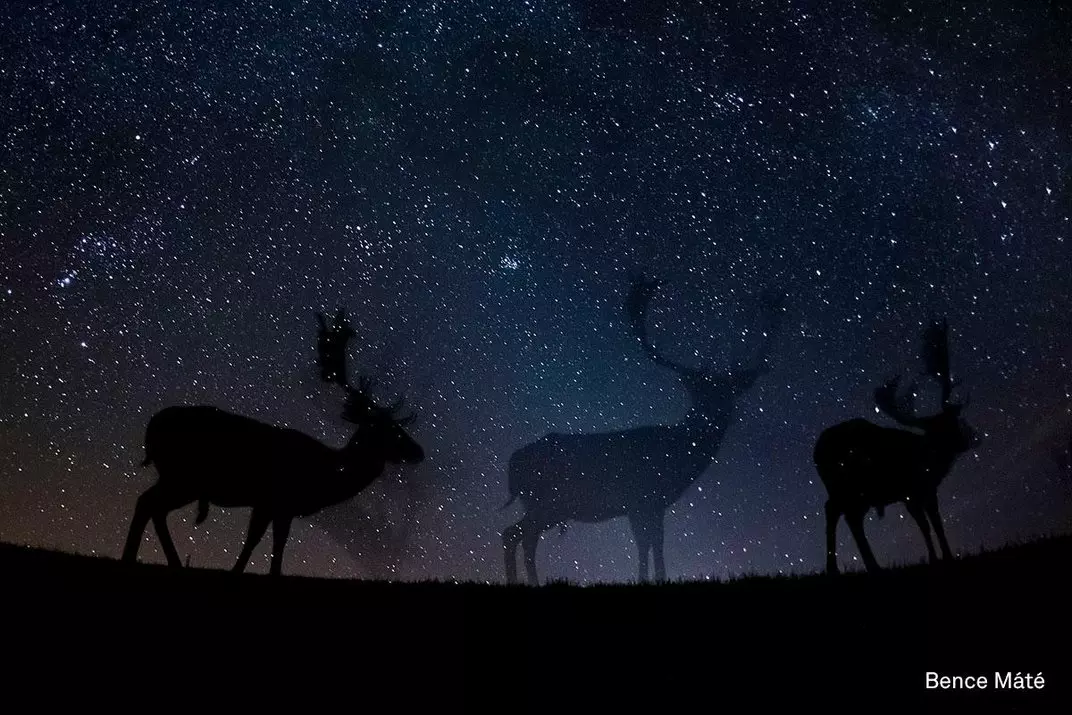 Gewinnende Naturfotos fangen Triumph und Aufruhr im Tierreich ein 40659_8