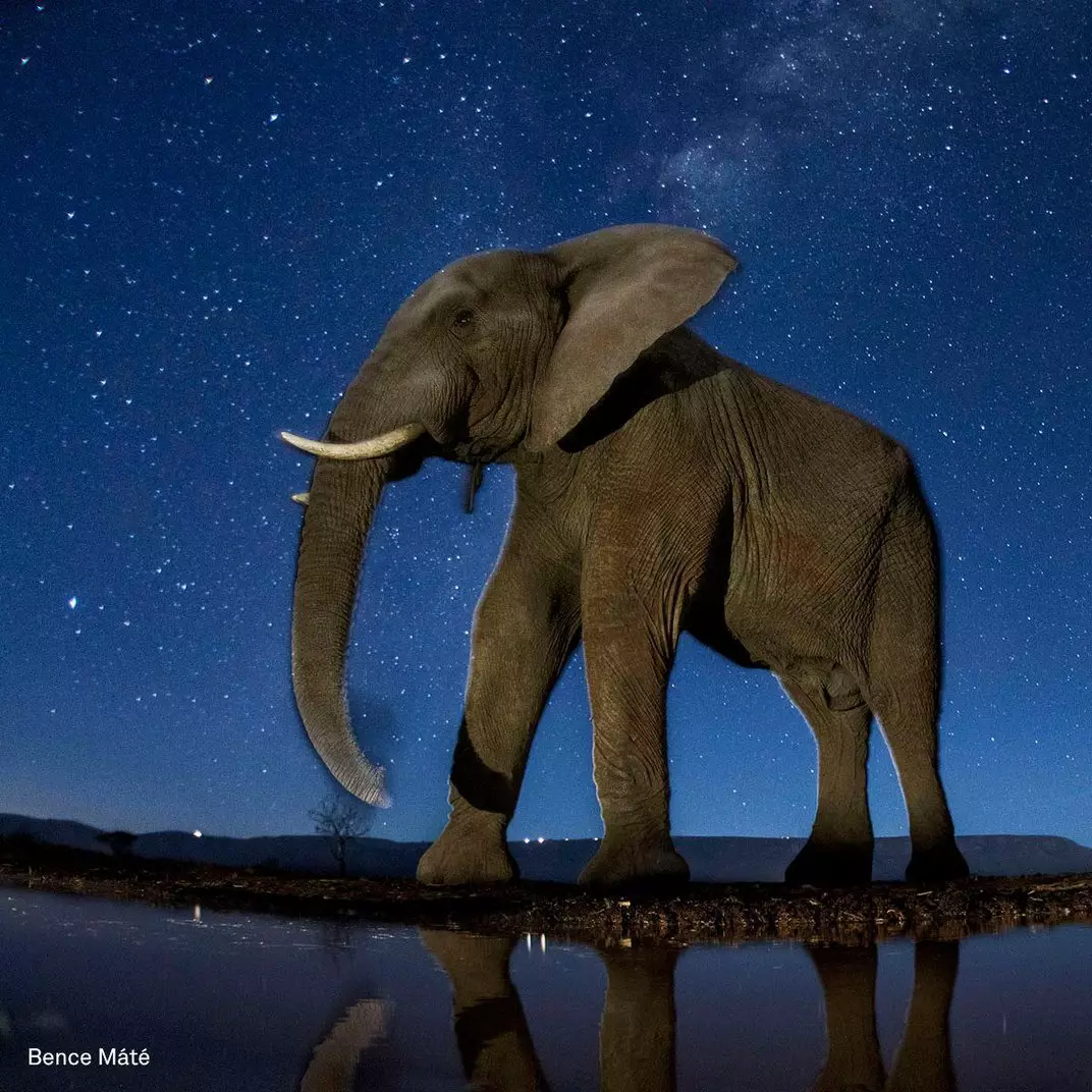 Fotos da natureza vencedoras capturam triunfo e turbulência no reino animal 40659_9