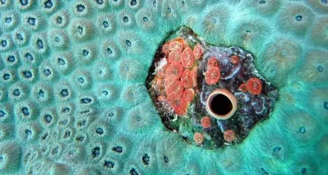Male crvene dosadne spužve ugrađene u zvjezdani koral, ubijajući koraljne polipe koji ih neposredno okružuju.