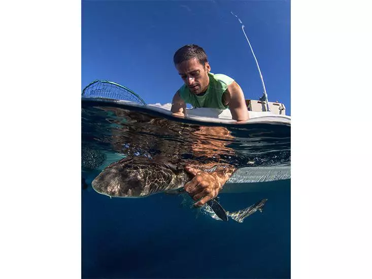 Leopard Sharks Nag-navigate Gamit ang Kanilang mga Ilong