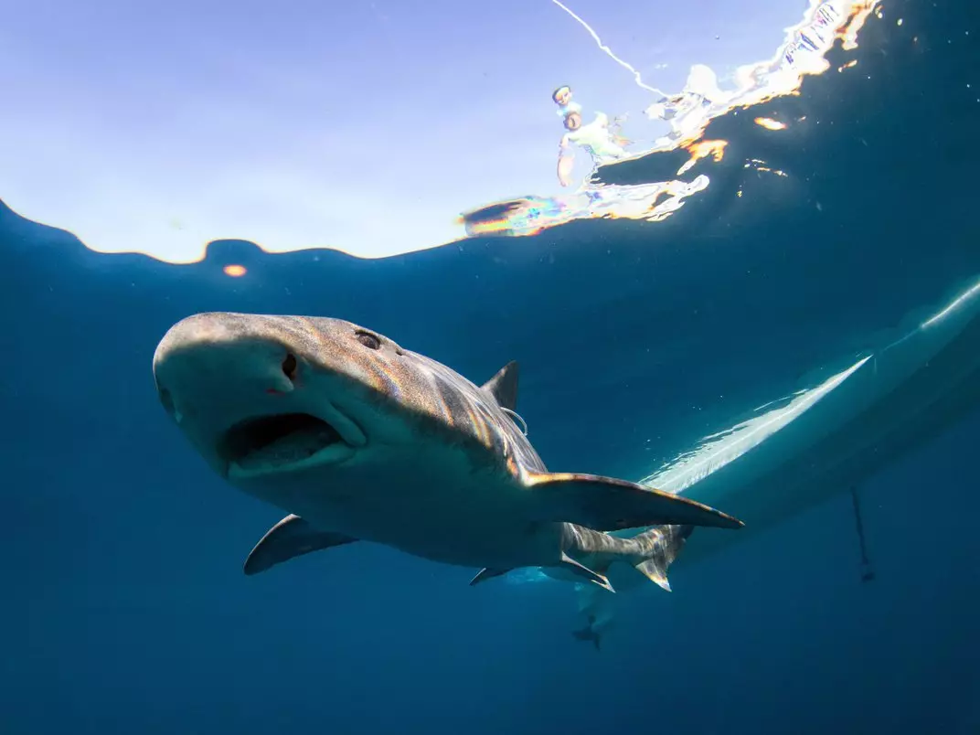 Leopard Sharks Bi Pozê Xwe Digerin