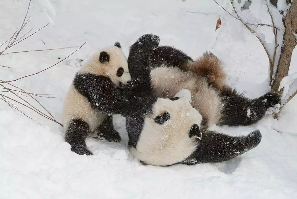 Perché Panda Sex non è in bianco e nero 40686_10